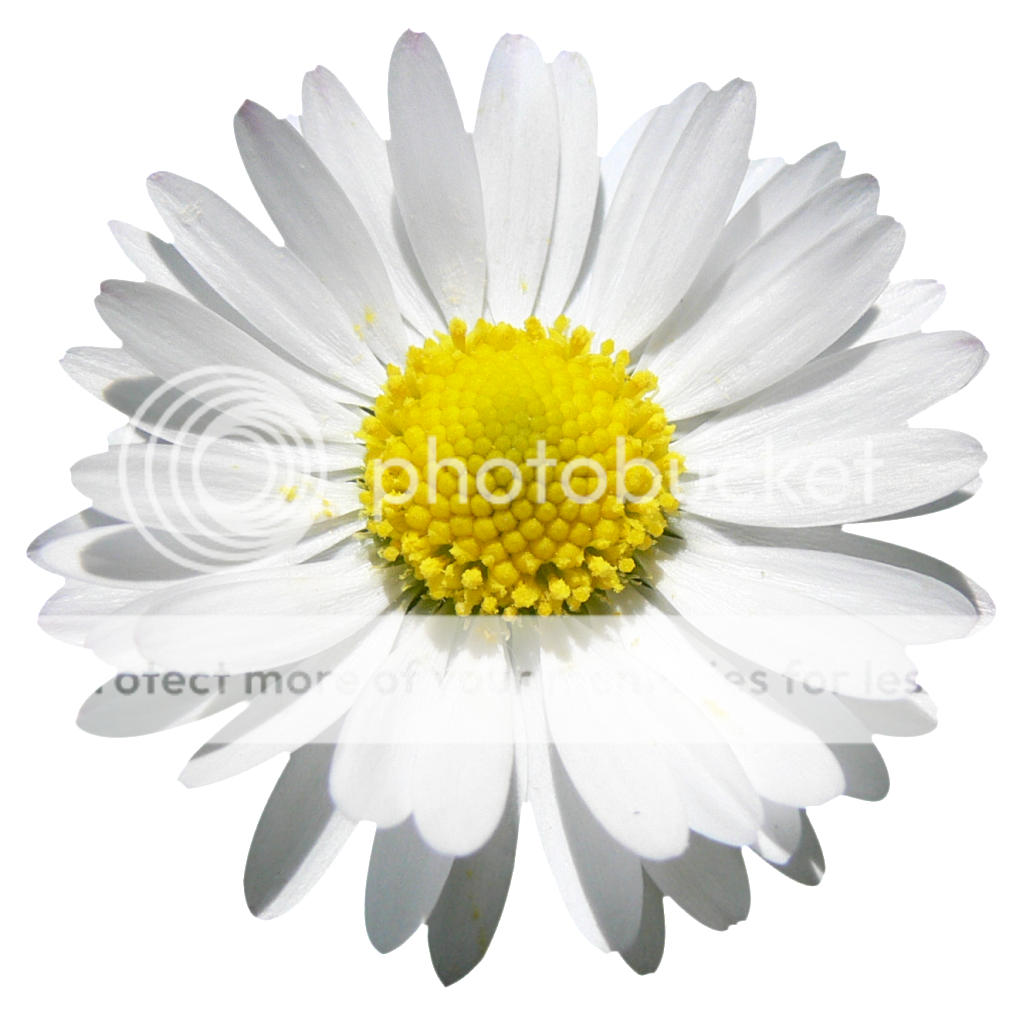 daisy.png Photo by munseyj | Photobucket